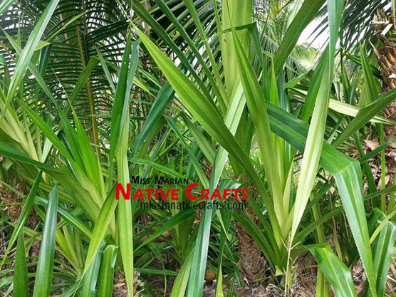 About Us | Miss Marian Native Crafts